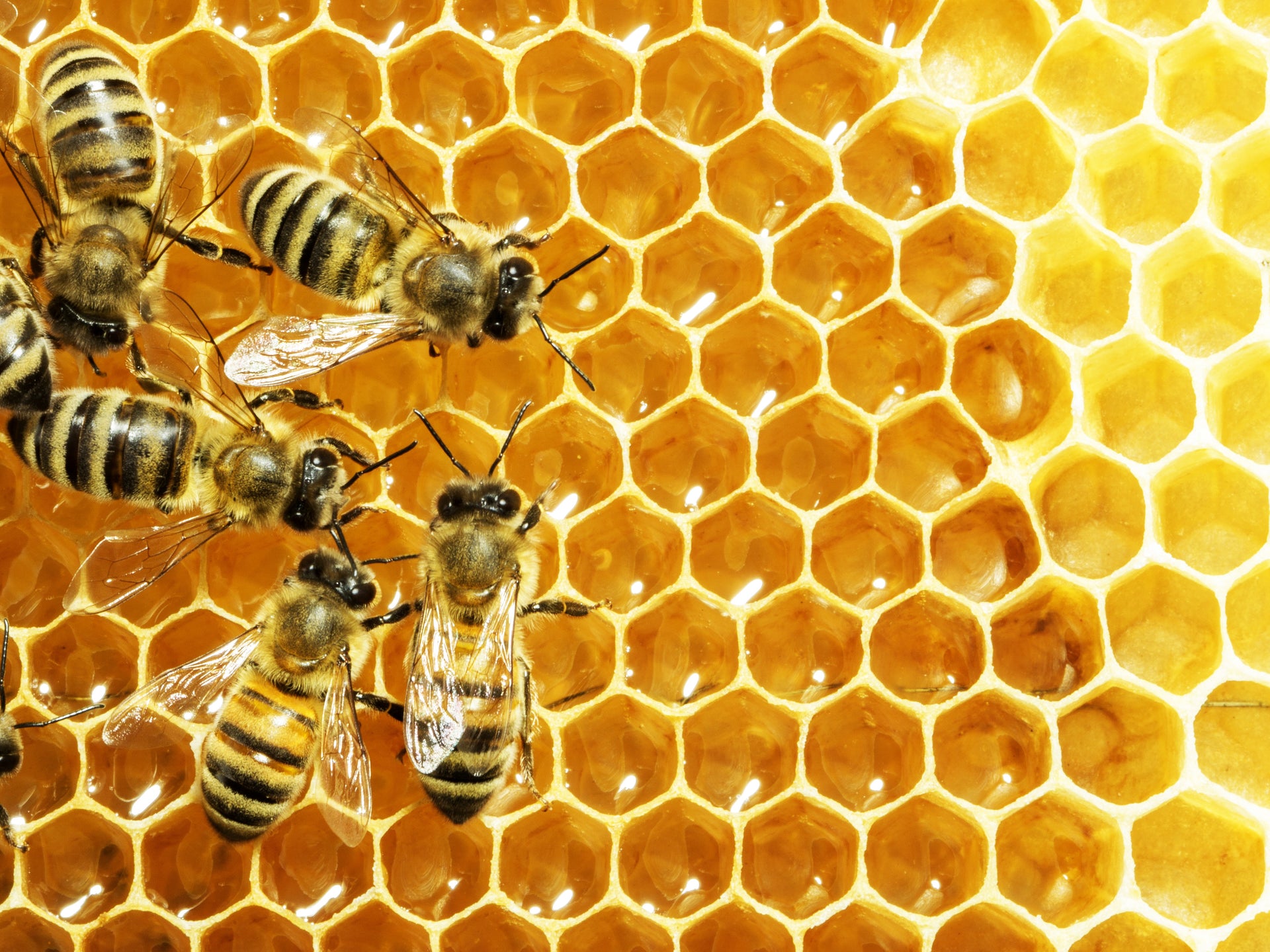 Meet the Undertaker Bee! – CC Pollen